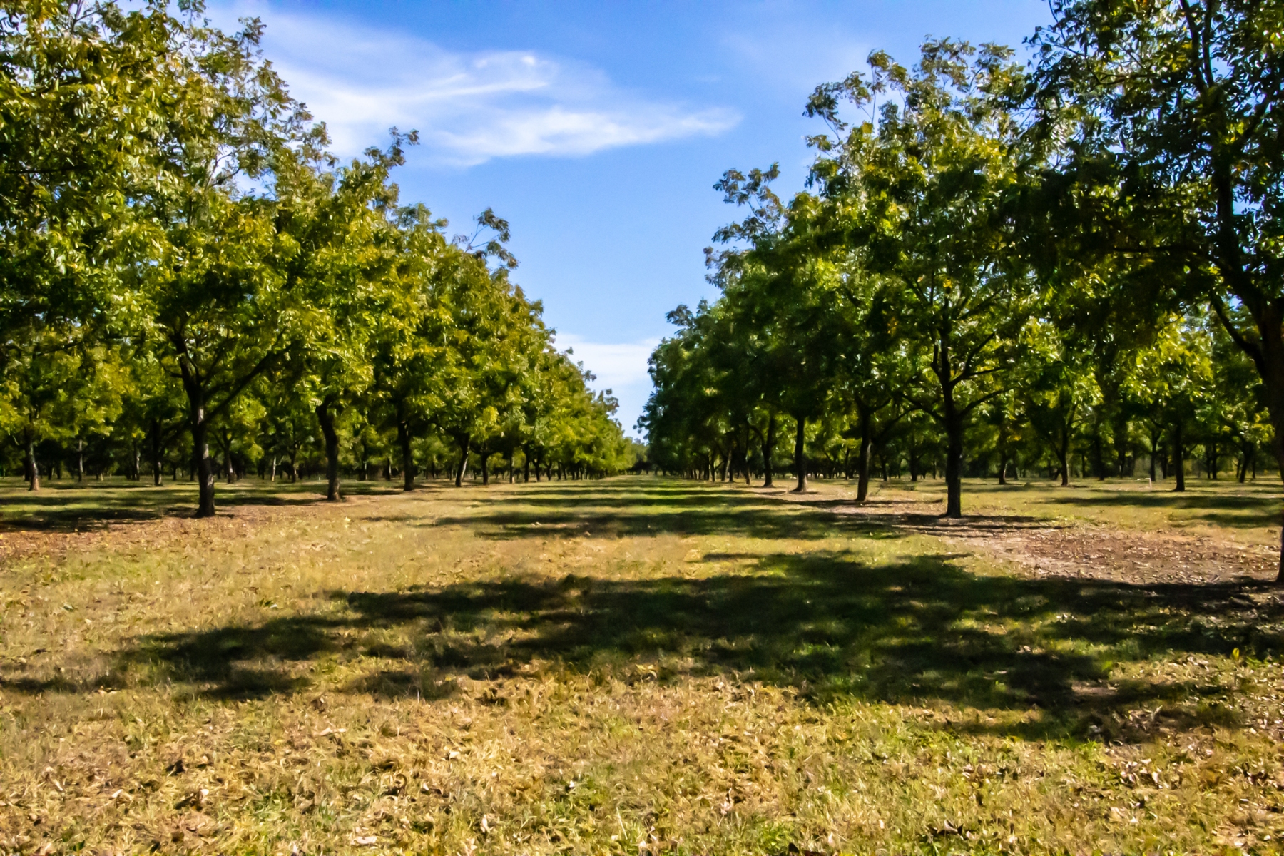 Episode 11: Georgia | America's Forests with Chuck Leavell