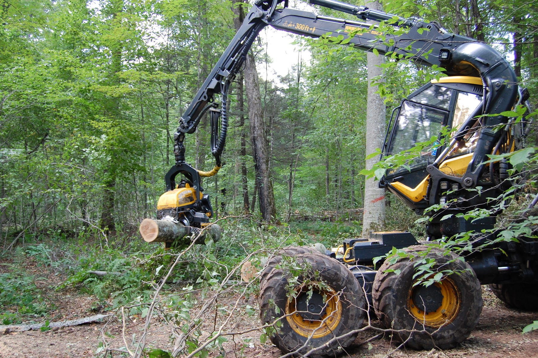 ‘Our spiritual home’: Wisconsin’s pristine Menominee Forest a model for ...
